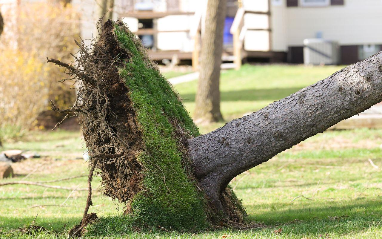 Tips for Getting Trees off Your Property Safely – Alejandra's Life